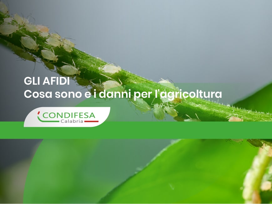 Gli afidi cosa sono e i danni per l'agricoltura - CO.DI.P.A.CAL.