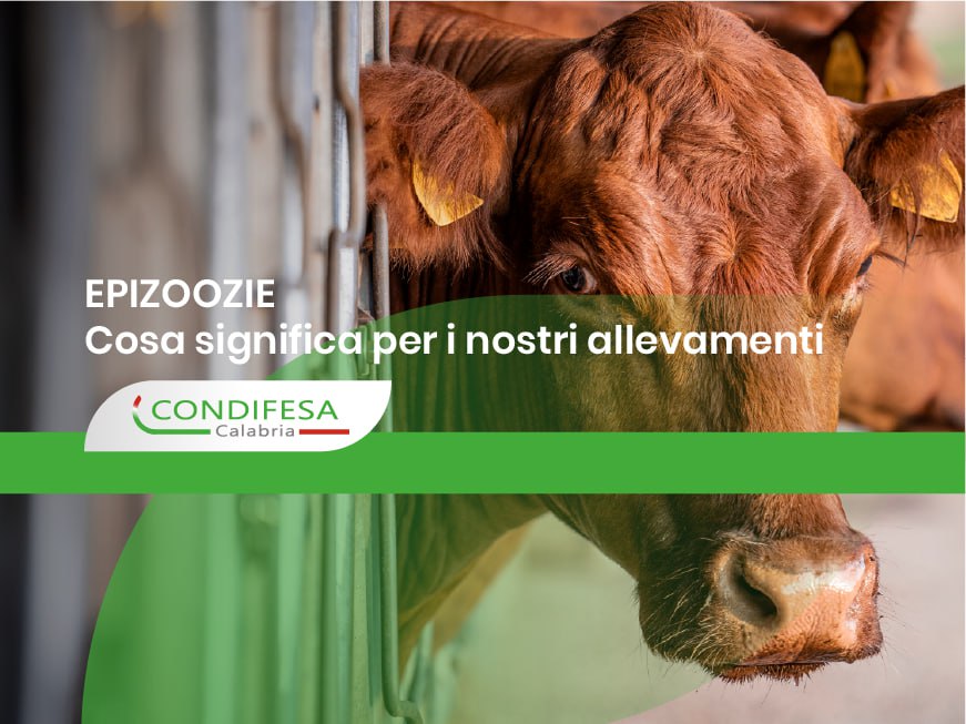 Epizoozie cosa significa per i nostri allevamenti - CO.DI.P.A.CAL.