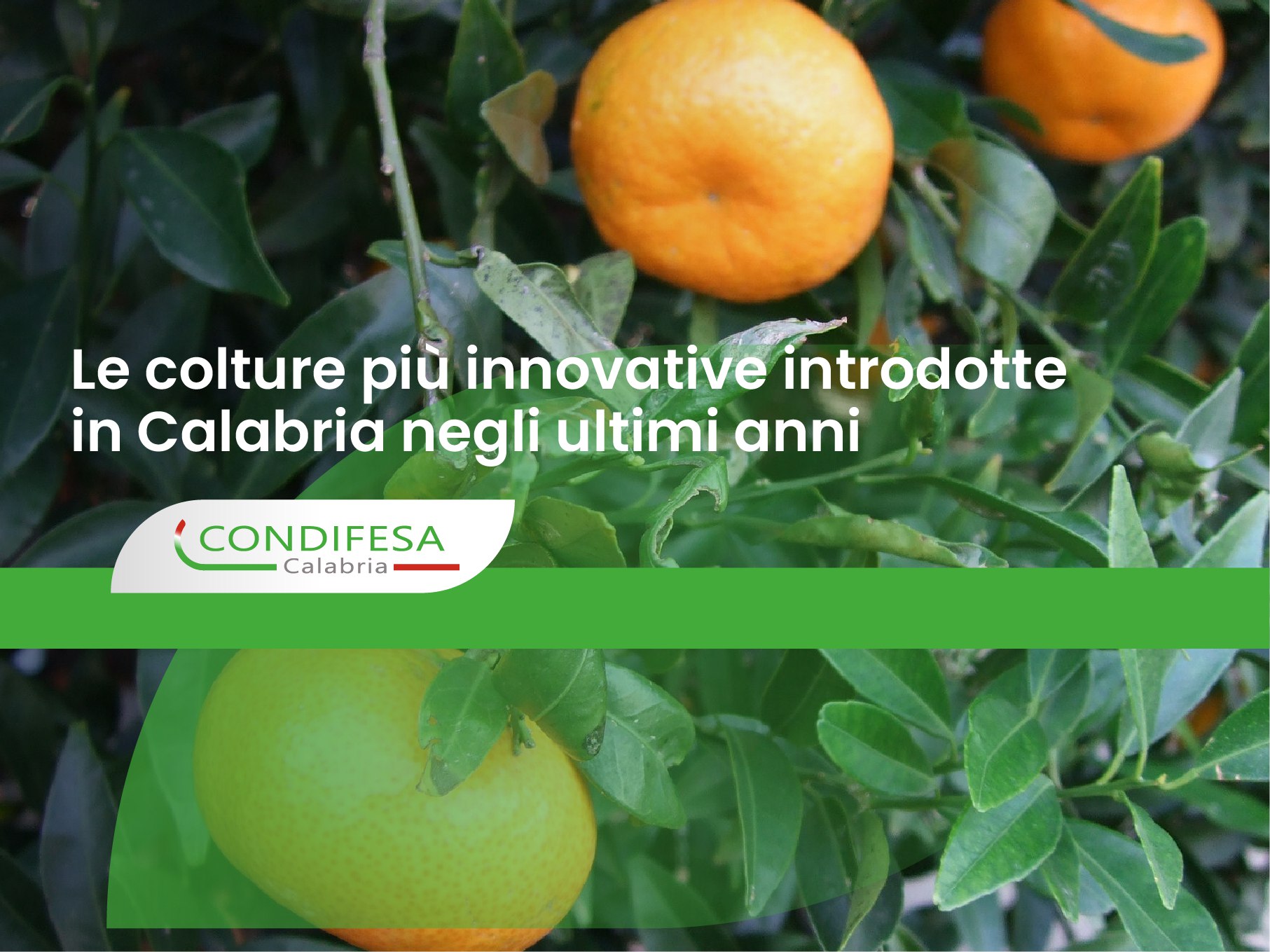 Le colture più “innovative” in Calabria - CO.DI.P.A.CAL.