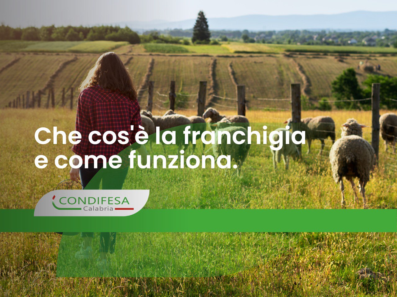 La franchigia nelle assicurazioni agricole: un patto di responsabilità ...